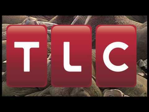 Formerly The Learning Channel - The Hollywood Gossip