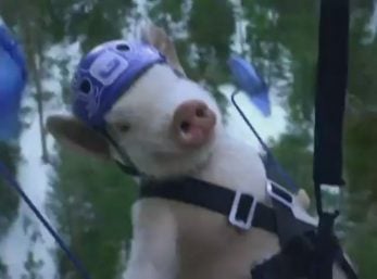 Maxwell the Geico Pig: Ziplining to Great Deals! - The Hollywood Gossip