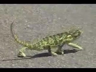 Dancing Lizard Gets Down to "In Da Club" - The Hollywood Gossip