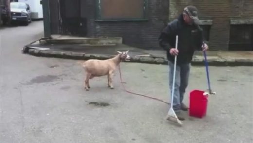 Goats Yelling Like Humans: Watch, Get Freaked Out Now! - The Hollywood ...