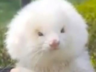 Ferrets on Steroids: Sold as Dogs in Argentina! - The Hollywood Gossip