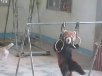 Red Panda Pull-Ups: Cutest Workout Ever! - The Hollywood Gossip