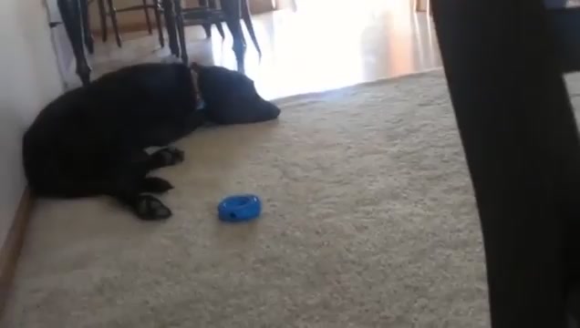 Dog Awakens to Adele, Sings Along - The Hollywood Gossip