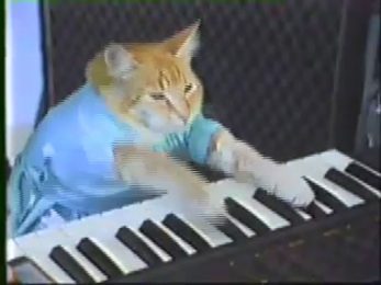 Keyboard Cat: Now in Cute, Musical, Toy Form! - The Hollywood Gossip