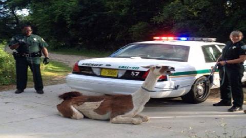 Cops Taze Escaped llama in Florida - The Hollywood Gossip