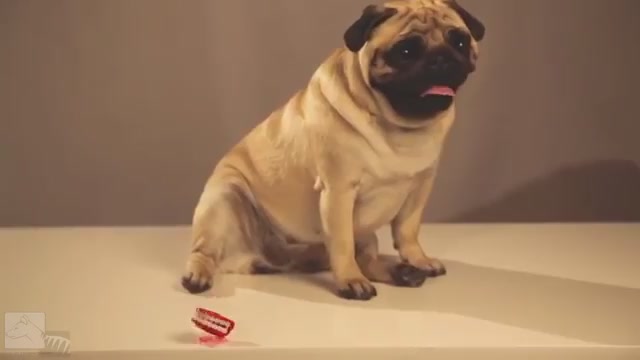 Pug Unimpressed by Everyday Toys, Totally Freaked Out by Bouncy Balls ...