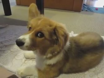 Corgi Puppy Gets Hiccups, Delights Web - The Hollywood Gossip