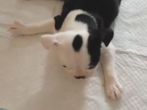 Amazing Puppy Recovers from Splayed Leg Syndrome, Learns to Walk and ...