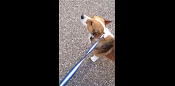 Corgi Makes Like an Ambulance, Howls Over Medical Emergency - The ...