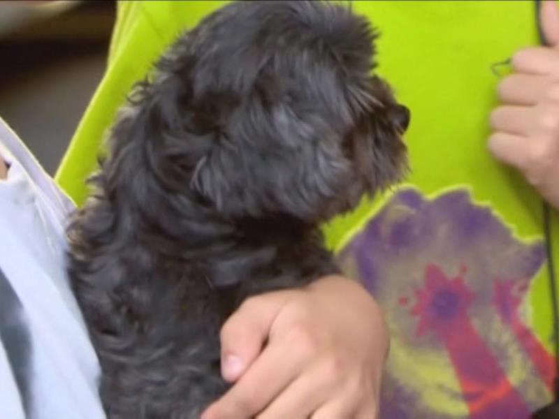 Very Long Lost Dog Returned to Owners After 3 Years - The Hollywood Gossip