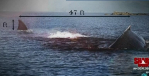 Megalodon: Fake Documentary Kicks Off Shark Week 2013 - The Hollywood ...