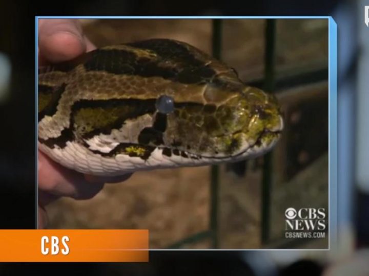 Python Escapes from Pet Store, Kills Two Children in Canada - The ...