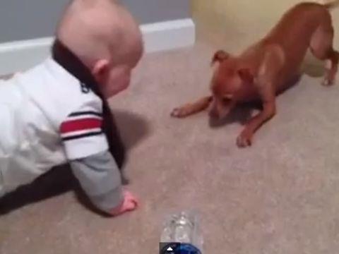 Baby vs. Puppy! - The Hollywood Gossip