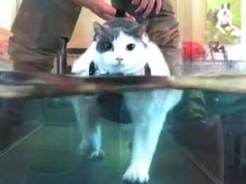 Overweight Cat Runs on Treadmill, Seeks to Shed Pounds - The Hollywood ...