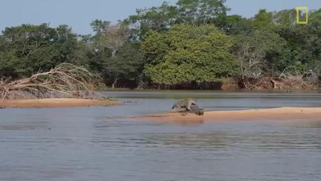 Jaguar Stalks, Attacks Caiman: Caught on Camera! - The Hollywood Gossip
