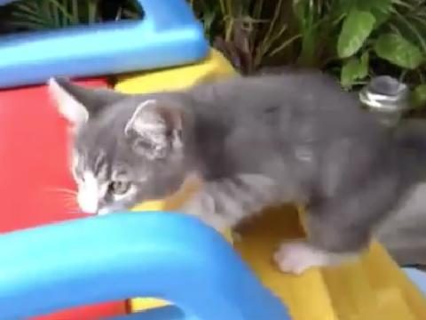 Kittens on Slides: Because it Had to Happen - The Hollywood Gossip