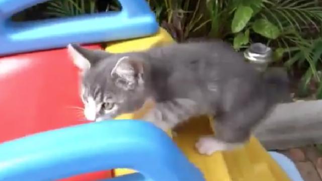 Kittens on Slides: Because it Had to Happen - The Hollywood Gossip