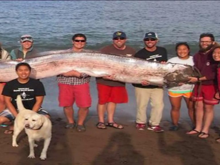 Oarfish Discovered Off Southern California is 18 FEET Long: Check it ...