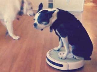 Pets Ride Roombas: A Magical Montage - The Hollywood Gossip