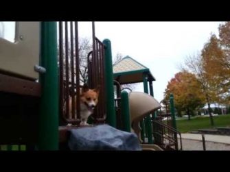 Corgi LOVES the Slide - The Hollywood Gossip
