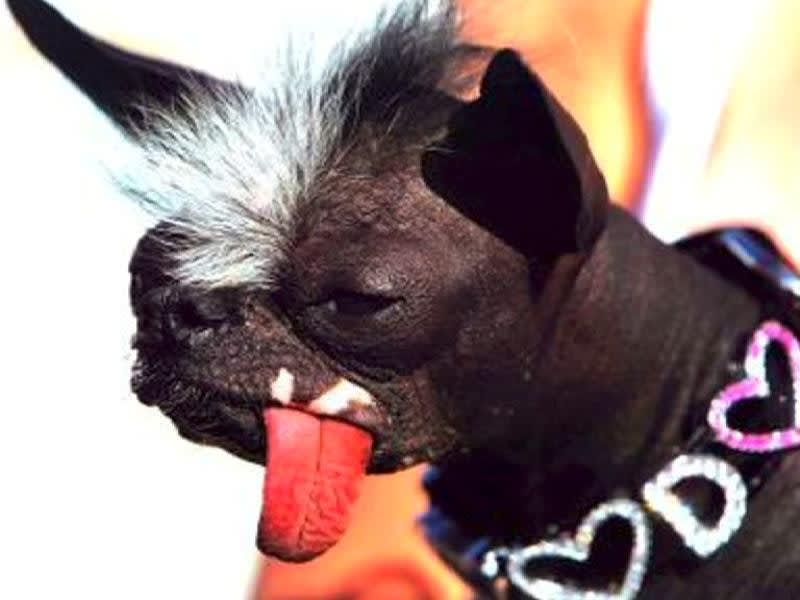 10 Really Ugly Dogs - The Hollywood Gossip
