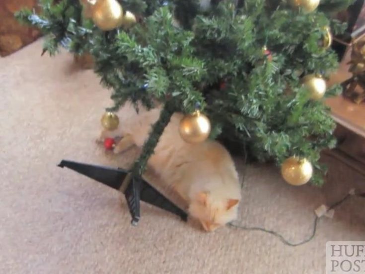 Cats Ruin Christmas in Cute, Destructive Holiday Mashup - The Hollywood ...