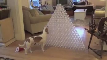 Dog Receives 210 Water Bottles for Christmas, Goes Totally Nuts - The ...