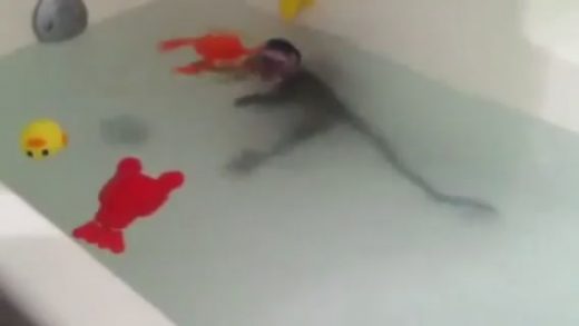 WATCH: Monkey Swims in Bathtub, Loves Life - The Hollywood Gossip