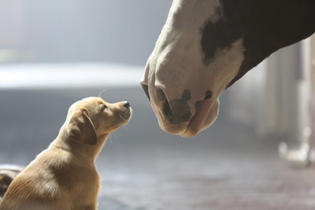 Budweiser Puppy Love Commercial: The Cutest Super Bowl Ad of All Time ...