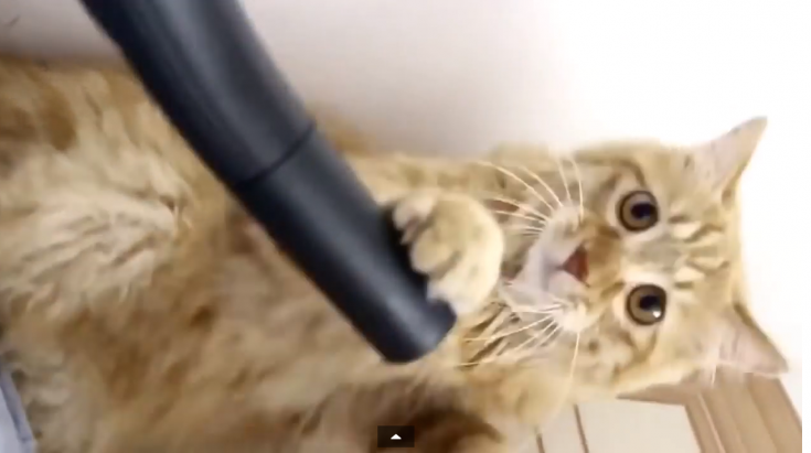 Cats Attack Things in Violently Hilarious Compilation: Don’t Call Us ...