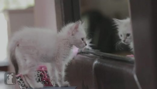 Girls Parodied by Cats: Watch Now! - The Hollywood Gossip