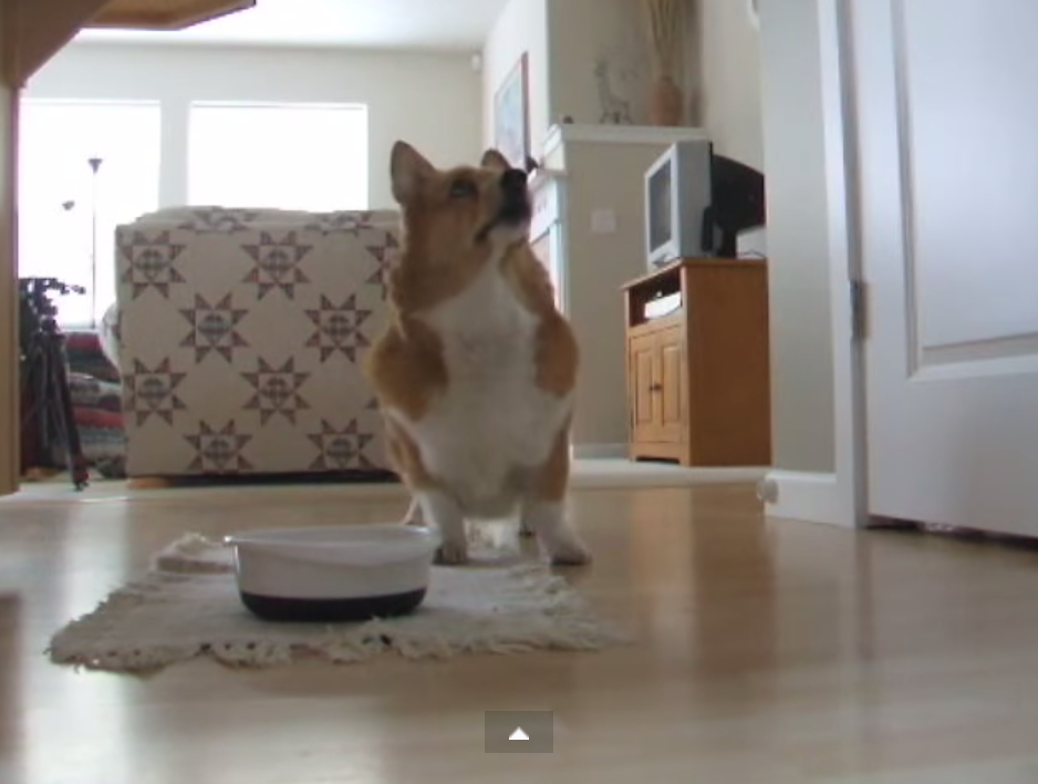 Corgi FLIPS OUT Over Breakfast: Watch Now! - The Hollywood Gossip