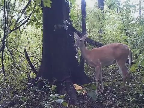 Deer Farts in Forest; Reddit Goes Nuts ('Cause Reddit is Reddit and ...