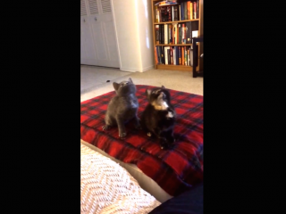 Cats Rock Out to "Turn Down for What," Keep the Beat, Make Lil Jon ...