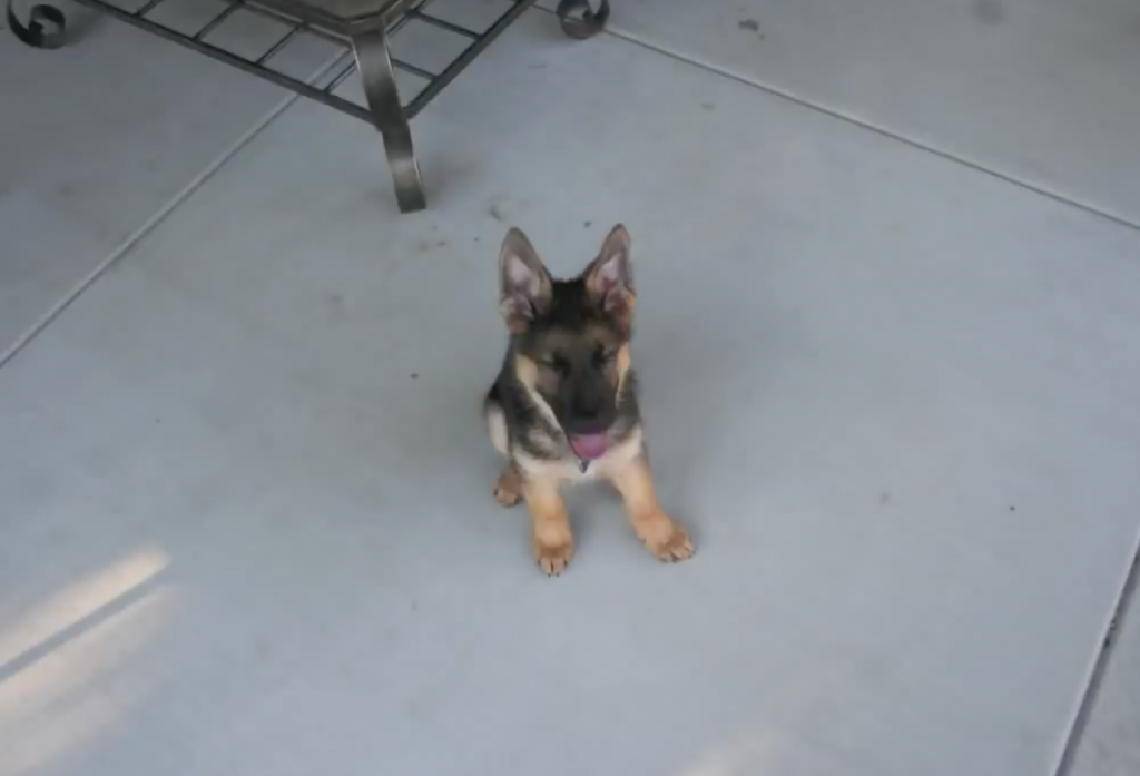 Dog Goes from Puppy to Adult in 40 Awesome Seconds: Watch the Time ...