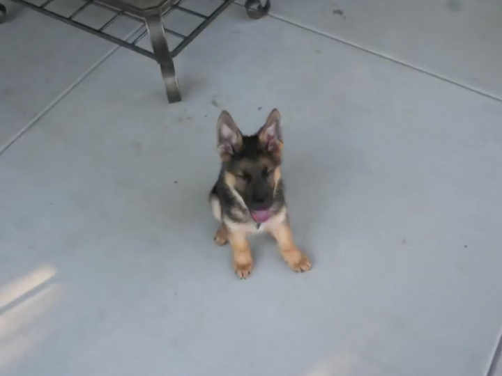 Dog Goes from Puppy to Adult in 40 Awesome Seconds: Watch the Time ...