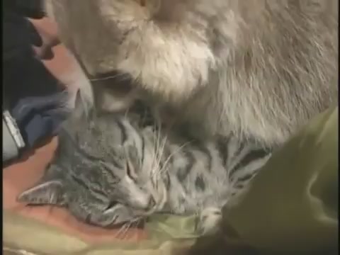 Raccoon Kisses, Loves on Cat in Adorable Video That Makes Us Smile ...