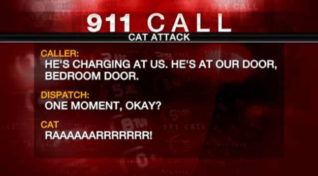 Family Calls 911 Over Ferocious Feline: He's Charging Us! - The ...