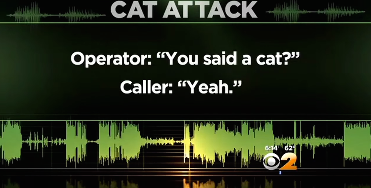 Man Calls 911 Over "Aggressive" Pet Cat - The Hollywood Gossip