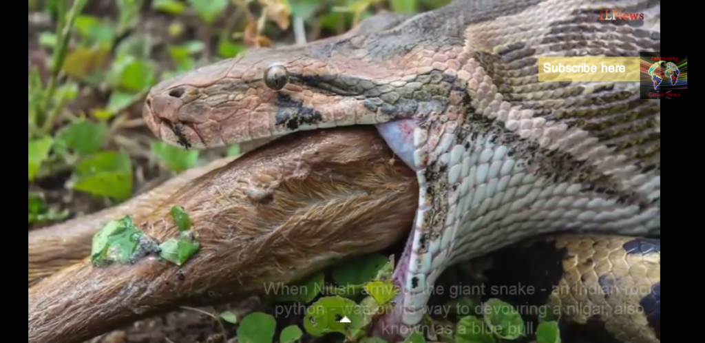 Python DEVOURS Antelope: See the Photos! - The Hollywood Gossip