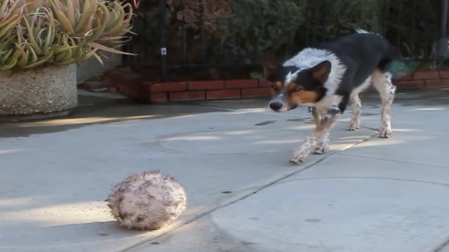 Presenting: The Best Trained Dog Ever! - The Hollywood Gossip