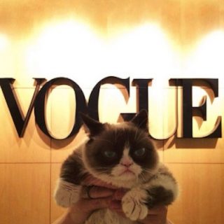 Grumpy Cat Movie: First Look! - The Hollywood Gossip