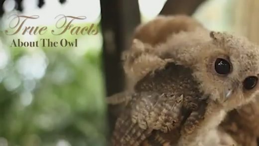 True Facts About Owls: What a Hoot! - The Hollywood Gossip