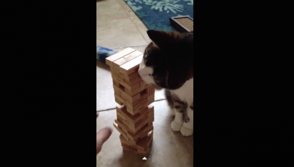 Cat Plays Owner in Jenga, Is Surprisingly Good - The Hollywood Gossip