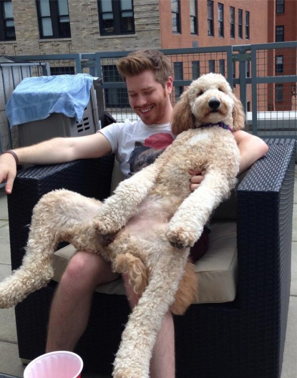 21 Giant Dogs Who Think They Are Small Dogs - The Hollywood Gossip