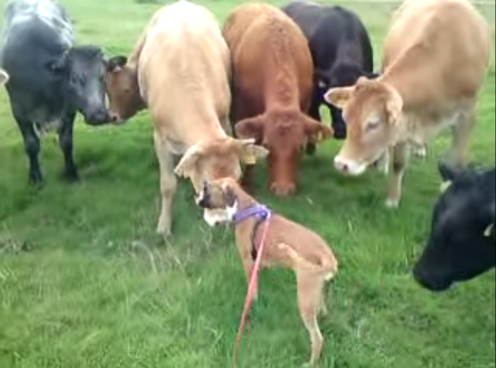 Puppy Meets Cows, Mutual Interest Ensues - The Hollywood Gossip