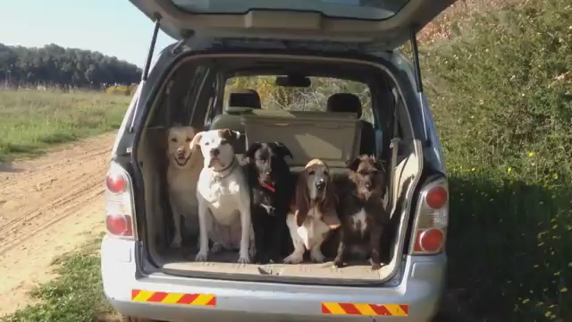 Dogs Answer Roll Call, Prepare to Hike - The Hollywood Gossip