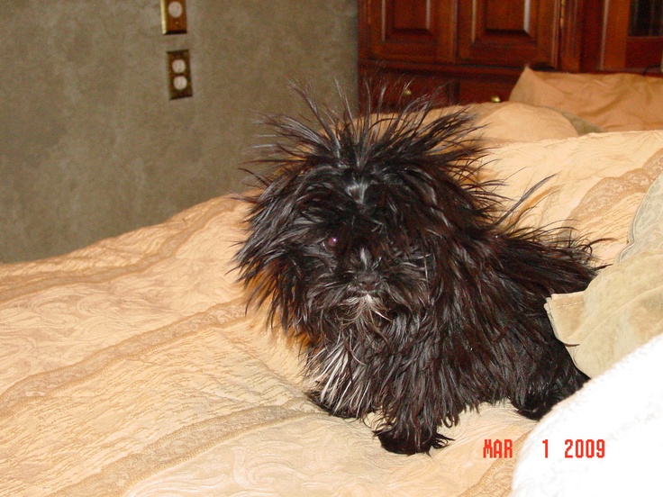 Static Hair Dog