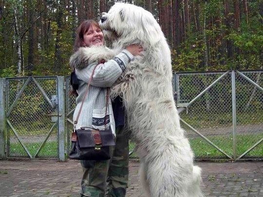 21 Giant Dogs Who Think They're Lap Dogs: Get Off Me Please! - The ...