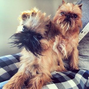 7 Dogs Who Have Mustaches - The Hollywood Gossip